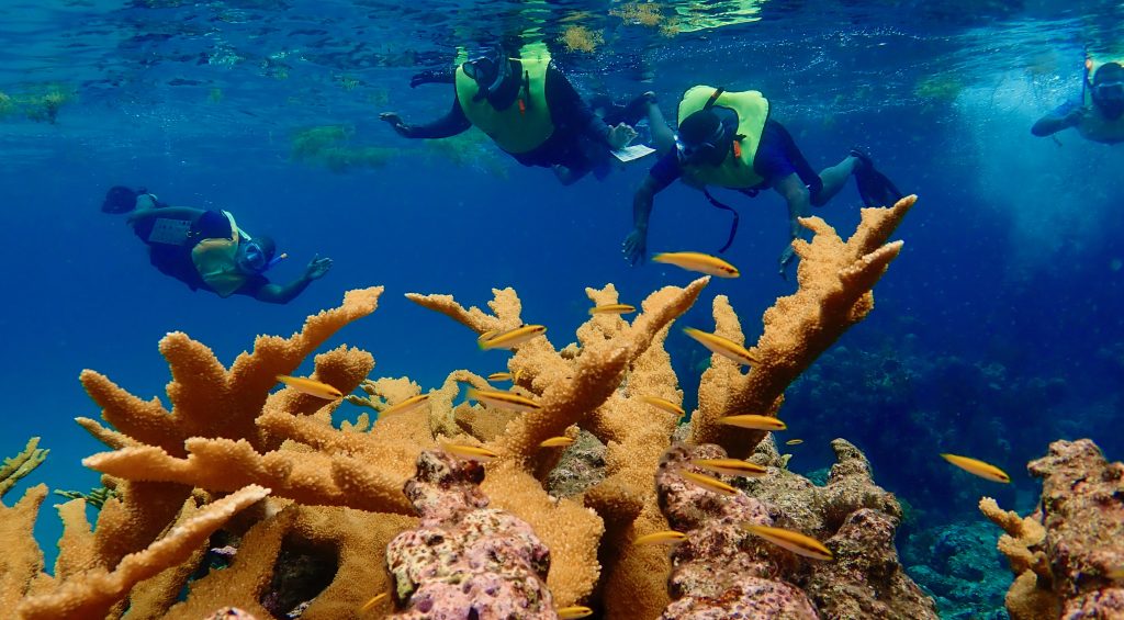 BREEF Introduces Updated Iconic Life On The Bahamian Coral Reef Poster ...