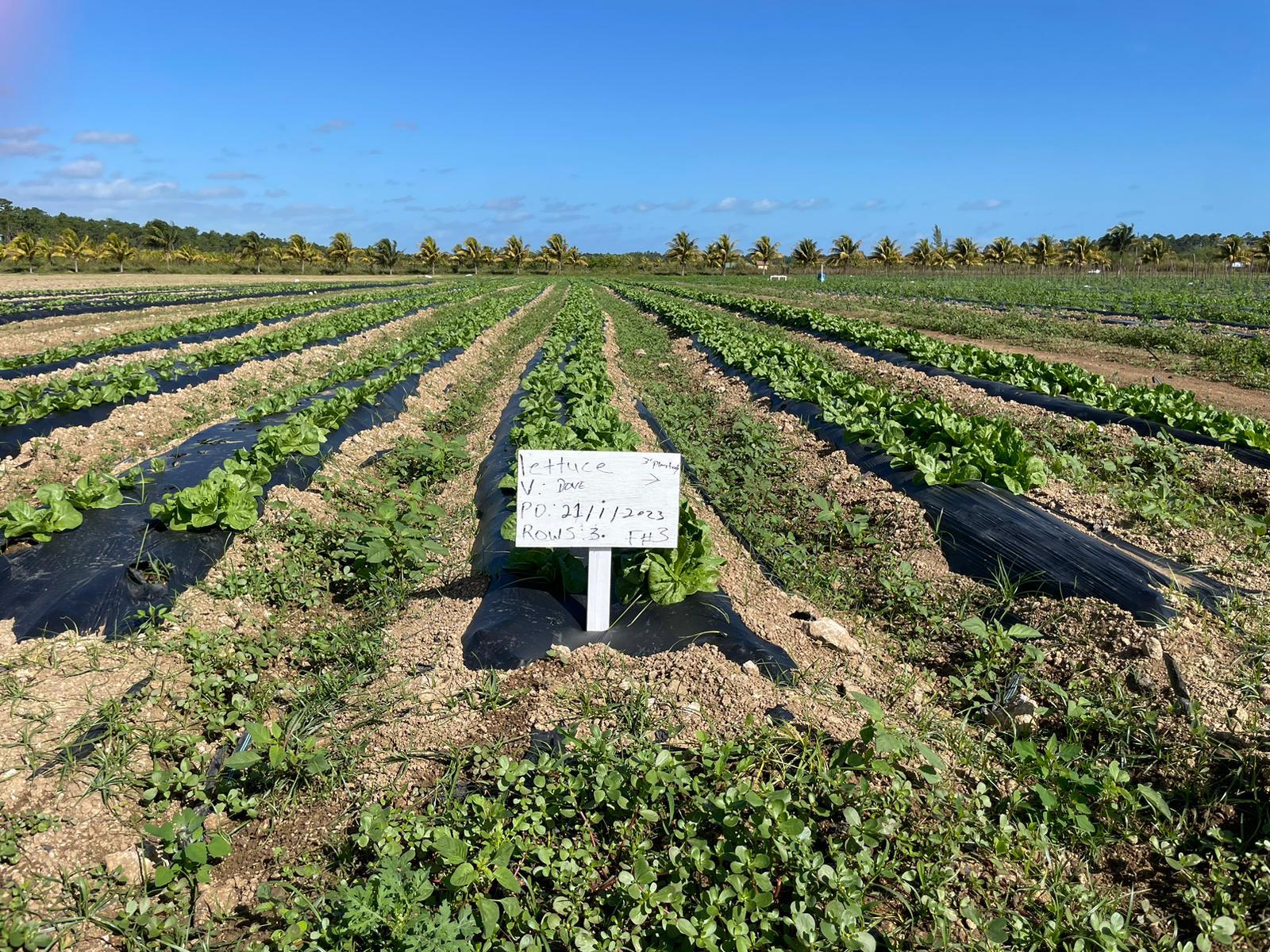 BAMSI Lettuce - ZNS BAHAMAS