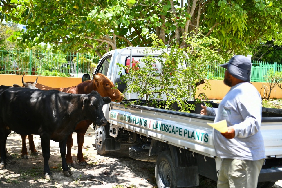 'Plant a Tree. Leave a Legacy!' - ZNS BAHAMAS