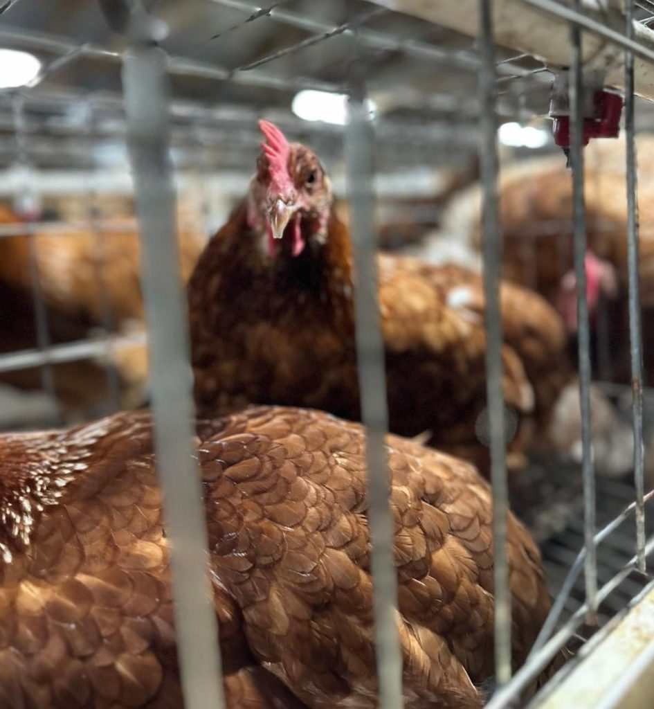 BAMSI increases production at Poultry Facility - ZNS BAHAMAS