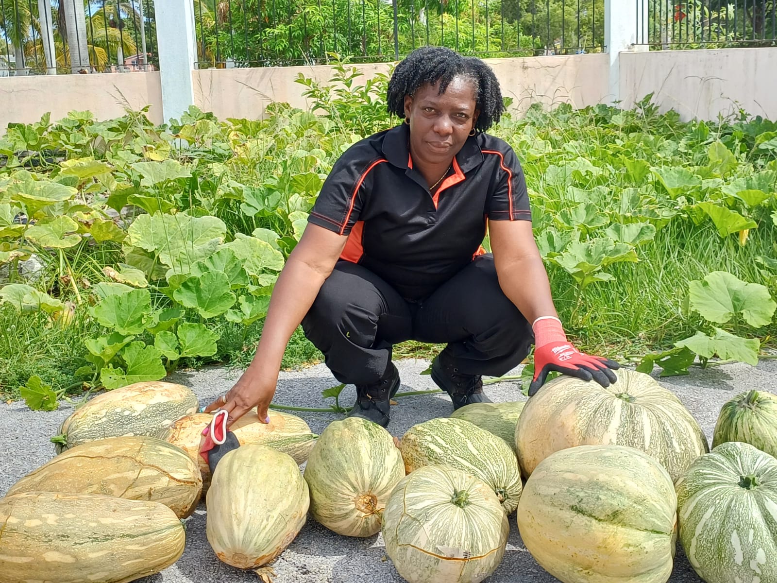Flamingo Gardens Centre's backyard farm is 'the gift that keeps on ...
